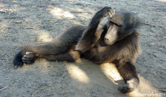 Wildlife volunteering: Top Travel Experience(s) | Kiwi Footprints