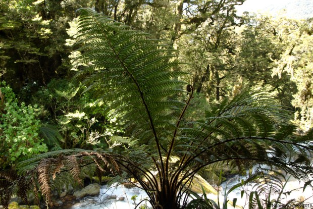 Discovering Milford Sound: Daytrip from Queenstown | Kiwi Footprints