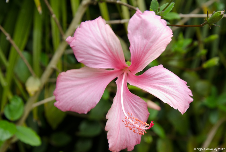 Another day, another flower… Auckland Botanic Gardens | Kiwi Footprints