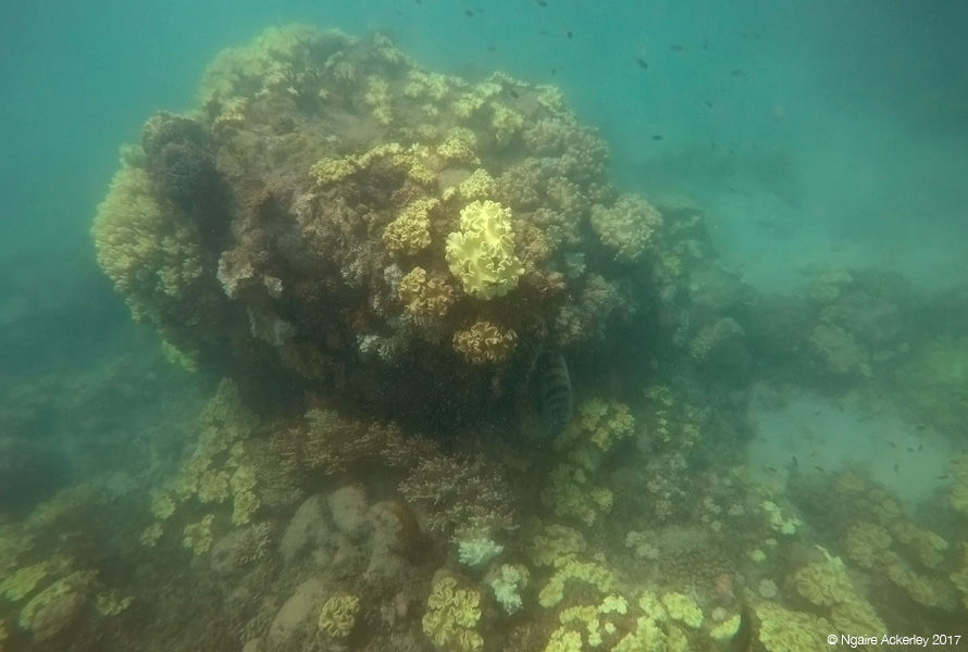 Snorkelling in Upolu Reef, Great Barrier Reef, Australia | Kiwi Footprints